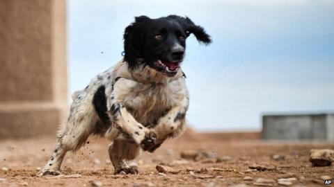 Hero dog given top bravery award for saving soldiers - BBC Newsround