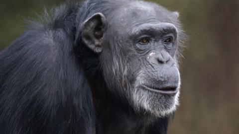 Chimps are 'naturally violent' according to researchers - BBC News