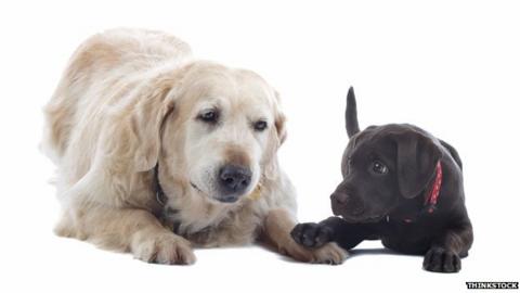 Dog years: The calculator - BBC News