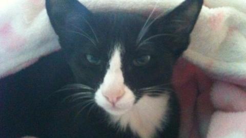 Theo the 'cat burglar' steals child's artwork and hand puppet - BBC News