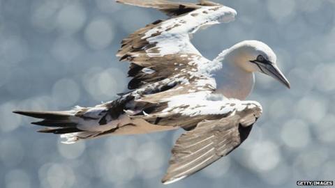 Gaga for guga: Ten things on Scottish island delicacy - BBC News