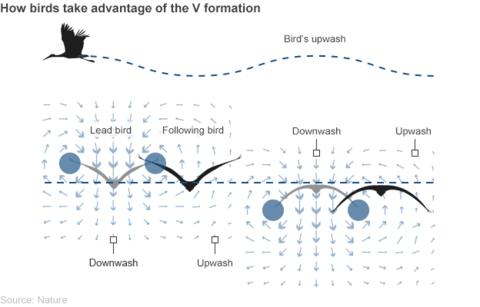Fly like a bird: The V formation finally explained - BBC News
