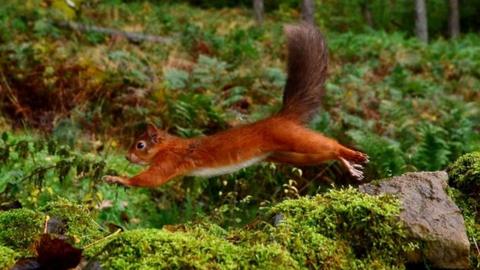 Red squirrels back in Windermere after 16-year-absence - BBC News