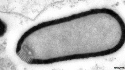 30,000-year-old giant virus 'comes back to life' - BBC News