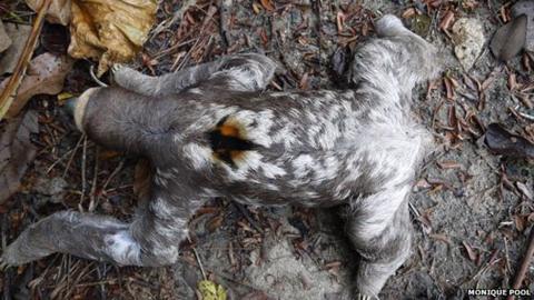 The woman who lost a dog and gained 200 sloths - BBC News
