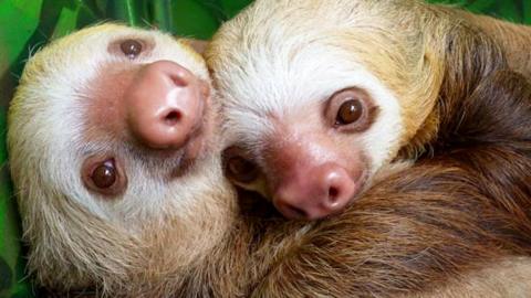 How sloths breathe upside down explained by scientists - BBC News