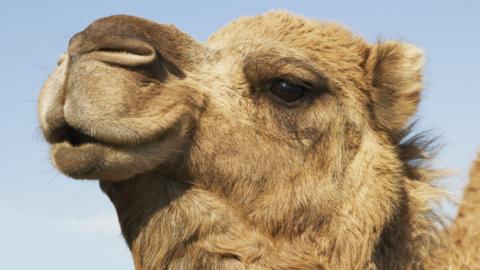 Camel infection 'led to Mers death' - BBC News