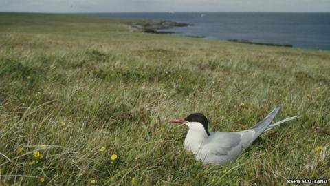 'Urgent action' needed to protect seabirds, say RSPB Scotland - BBC News
