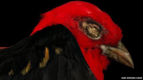 The invisible killer threatening millions of migrating birds - BBC News