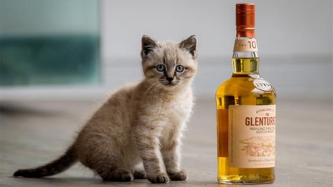 Kitten named Official Mouser at Glenturret distillery - BBC News