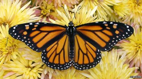 Butterflies use magnetic compass to fly across America - BBC News