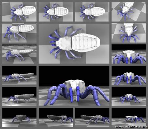 Ancient arachnid 'walks again' - BBC News