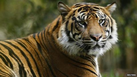 China 'admits' trading in tiger skins - BBC News