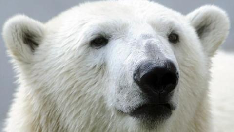 Horatio Chapple death: Polar bear attack narrative verdict - BBC News