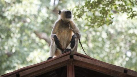 India monkey showers people with stolen banknotes in Shimla - BBC News