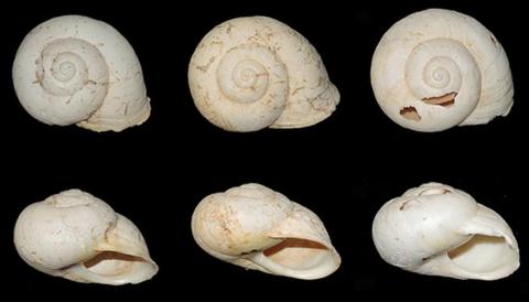 Earliest evidence of snail-eating - BBC News