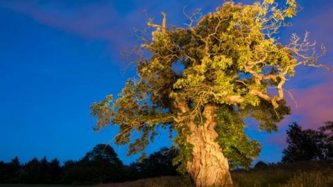 The Allerton Oak: Legends of Liverpool's 1,000-year-old tree - BBC News