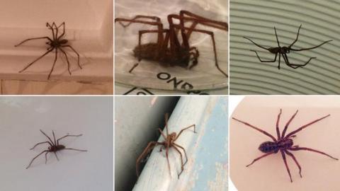 Giant house spiders moving indoors after wet UK summer - BBC News