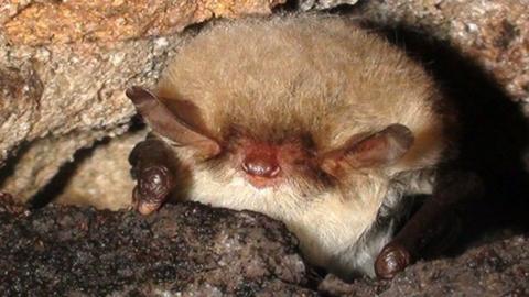 Churches chosen to try to solve 'national' bat problem - BBC News