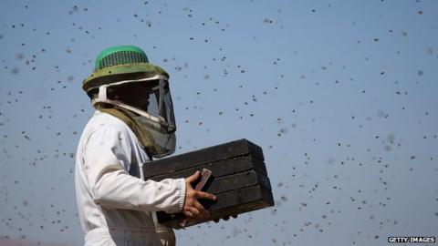 Flying threat: Why are killer bees so dangerous? - BBC News