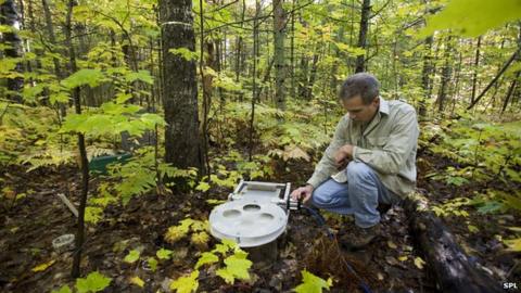 Climate change: Models 'underplay plant CO2 absorption' - BBC News