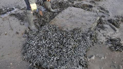 How to bury a witch - BBC News