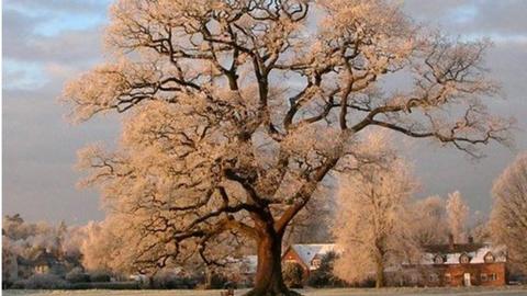 The Allerton Oak: Legends of Liverpool's 1,000-year-old tree - BBC News