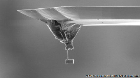 Limpet teeth set new strength record - BBC News