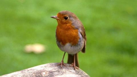 Mystery of robins' nighttime singing probed - BBC News