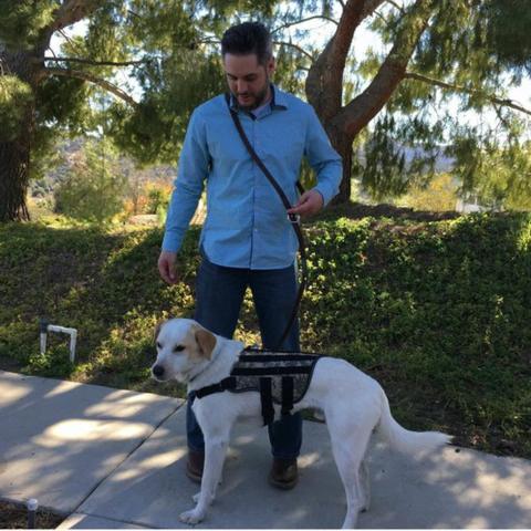 Advocates fight against fake service dogs - BBC News