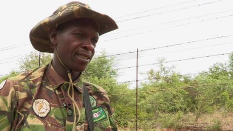 Poaching the creature that's more valuable than gold - BBC News