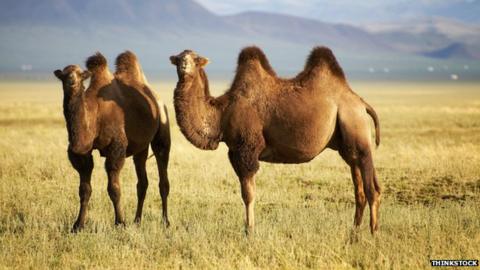 Intact Ottoman 'war camel' found in Austrian cellar - BBC News