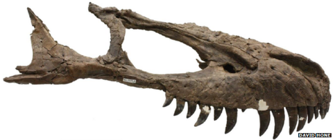 T. rex cousin has battle scars and signs of cannibalism - BBC News