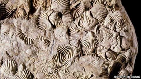 New mass extinction event identified by geologists - BBC News