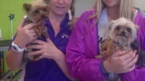 Johnny Depp's dogs: Wife Heard charged with smuggling - BBC News