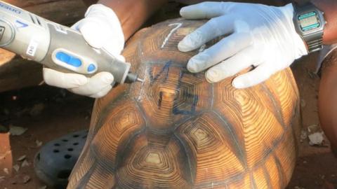 Drastic action to save endangered tortoise - BBC News