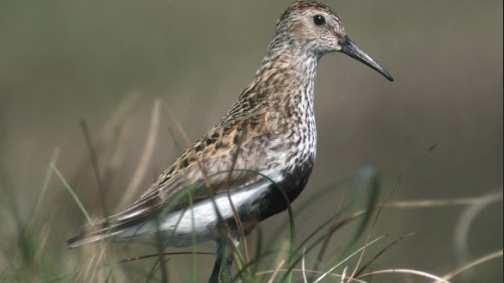 Hope for endangered dunlin after breeding success in Cumbria - BBC News