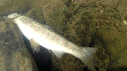 1,000 fish found dead in Oona river in County Tyrone - BBC News