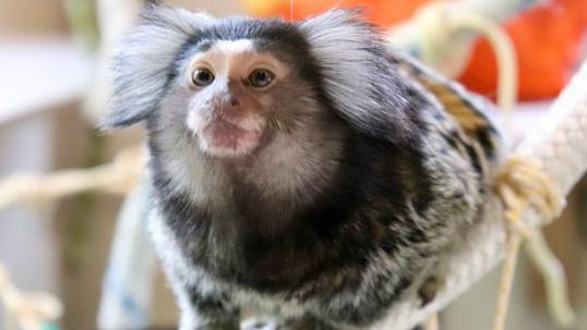 Sanctuary shocked at lack of applications need under primate law - BBC News