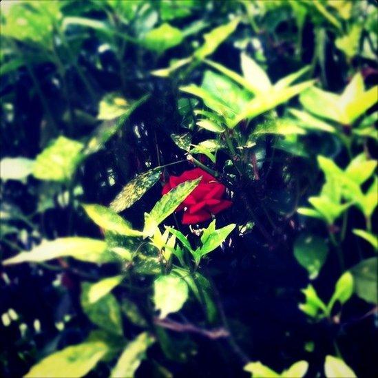 Your pictures: Hidden - BBC News