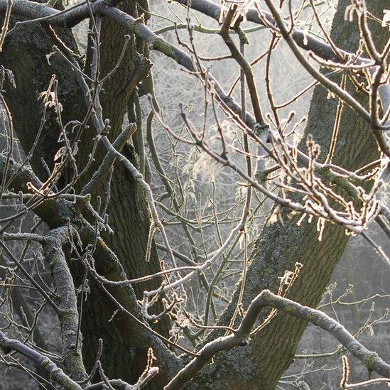 Frosty and icy weather images - BBC Weather