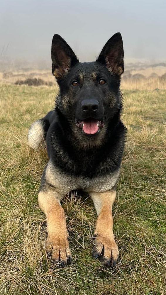 Suspect chased down by police dog after raid on home of man, 77 - BBC News