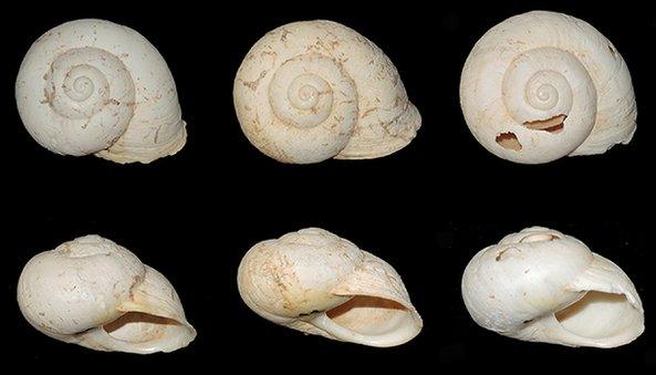 Earliest evidence of snail-eating - BBC News