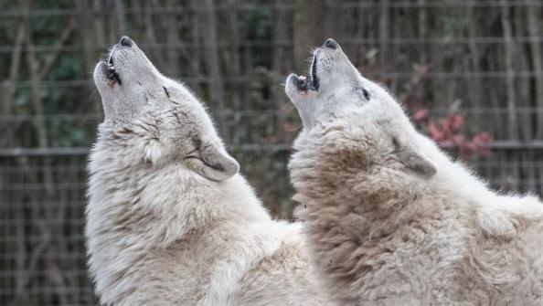 Ipswich woman's 'awe' after Jimmy Doherty's howling wolves wake her ...