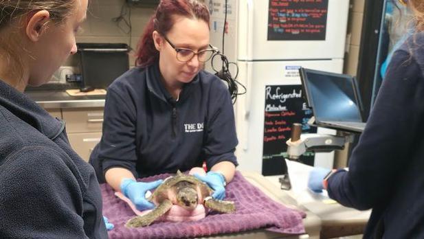 Hull aquarists volunteer to help save endangered sea turtles - BBC News