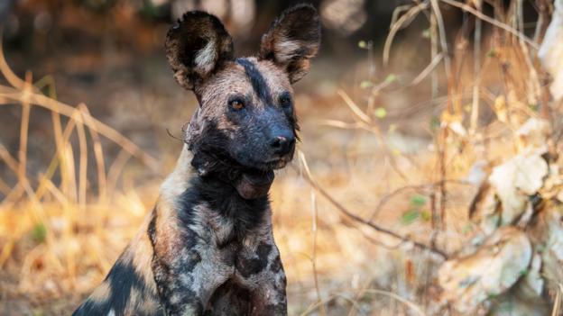 CBBC Animal Hub - CBBC - BBC