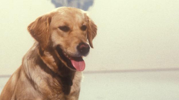 Past Blue Peter pets - CBBC