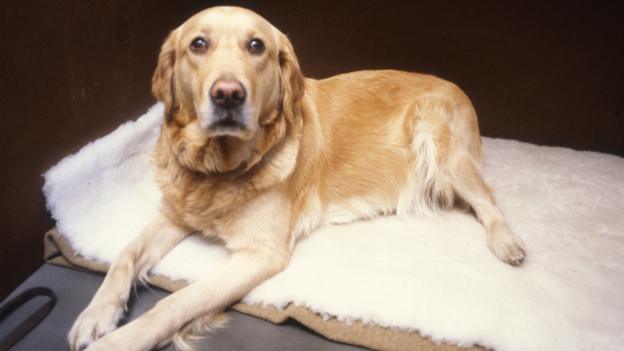 What were the Blue Peter pets? Find out more about every pet in Blue ...