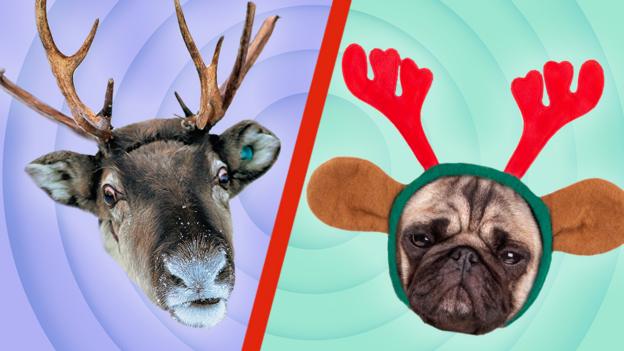 Comment in the Christmas Party Chat | CBBC Christmas Party Fan Chat - CBBC