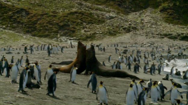Deadly with Steve Backshall - CBBC - BBC